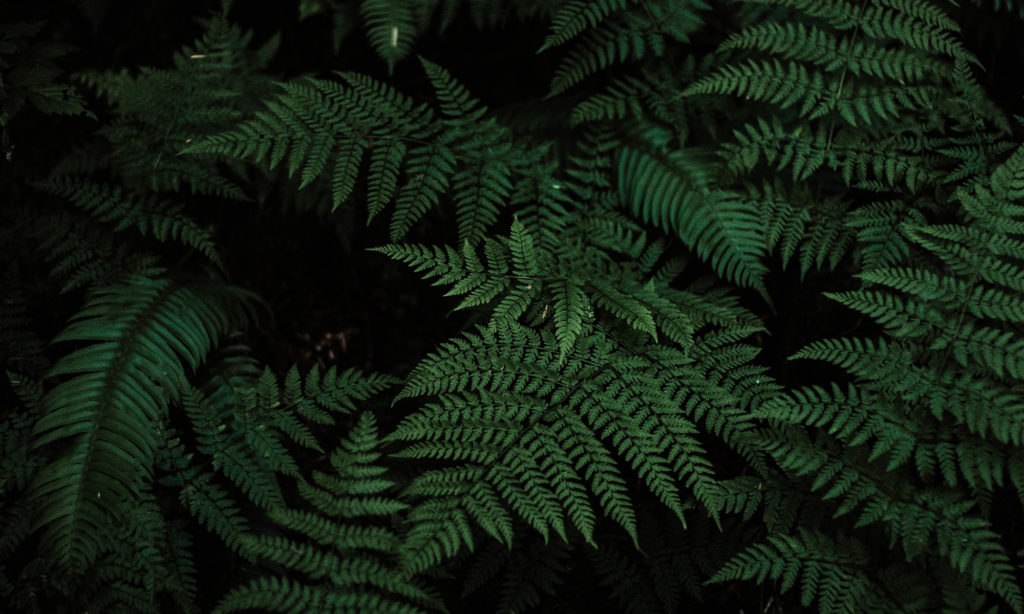 Amboli Whistling Woods :: Welcome To Hotel Whistling Woods Amboli ...