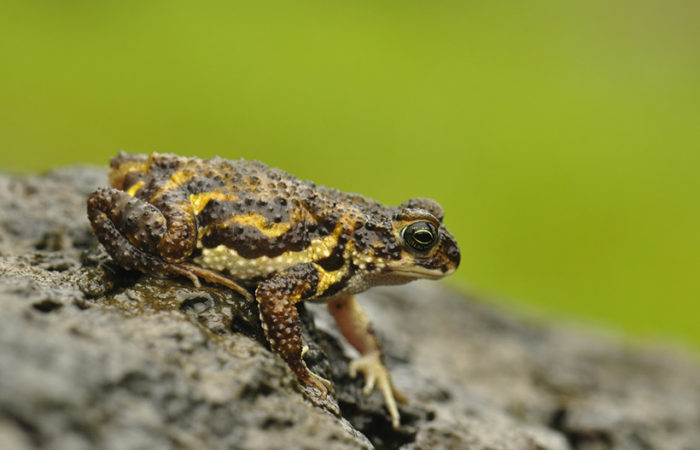 Amboli Whistling Woods :: Welcome To Hotel Whistling Woods Amboli ...