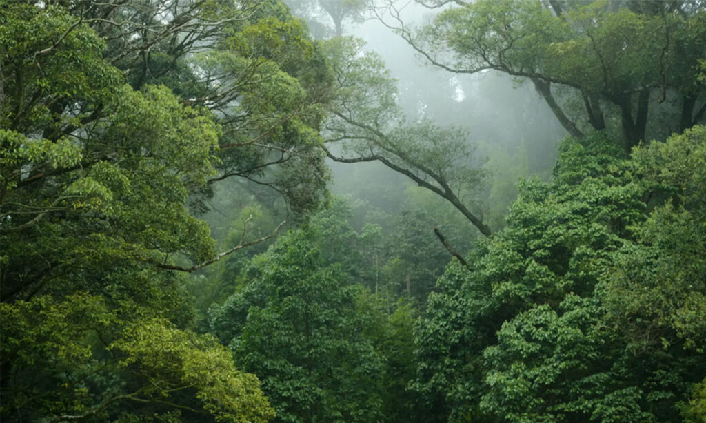 Amboli Whistling Woods :: Welcome To Hotel Whistling Woods Amboli ...